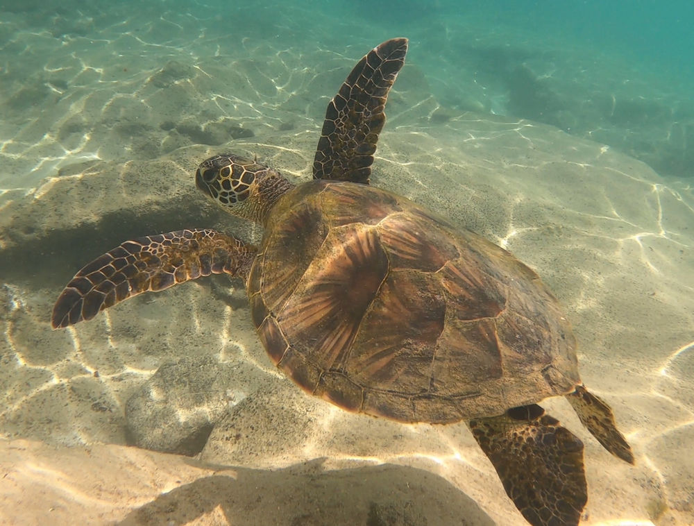 Snorkeling Gem in Hawaii-Electric Beach