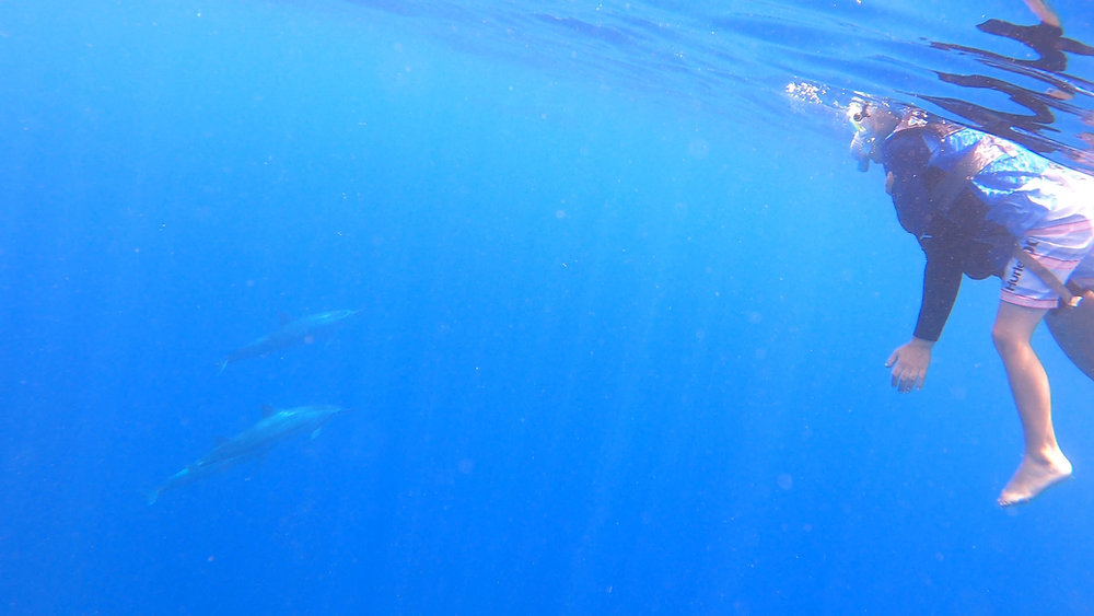 Dolphin Excursions Tour: Swimming With Dolphins On Oahu, Hawaii ...