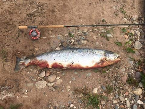 Update on Disease Damaged Fish - An Email from Bryan Davidson, FMS