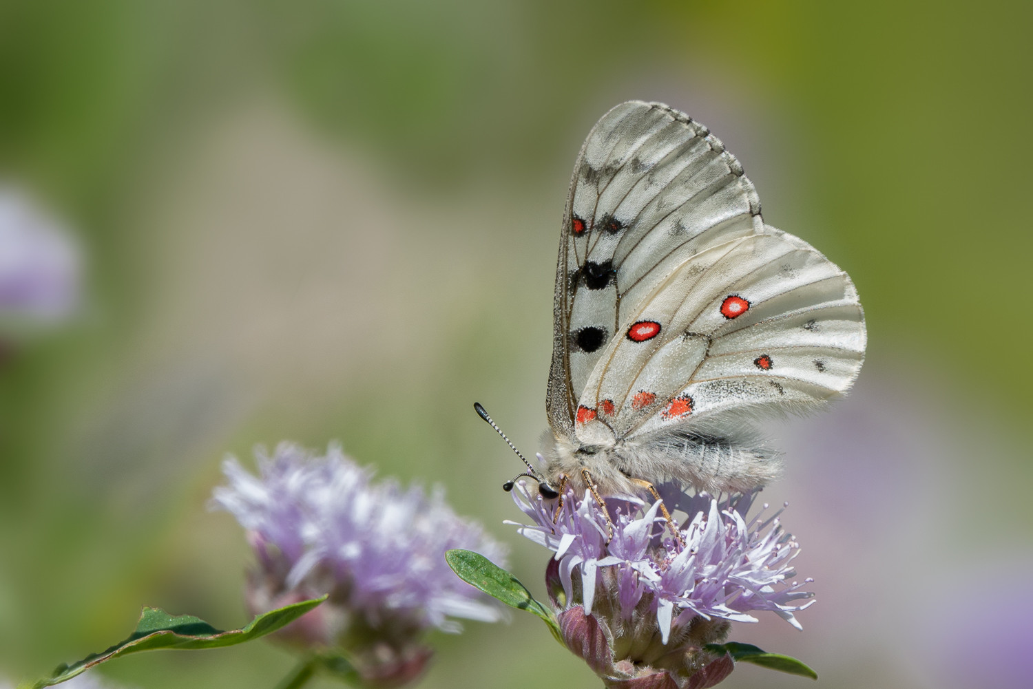 Mountain Parnassian | ButterfliesofOregon
