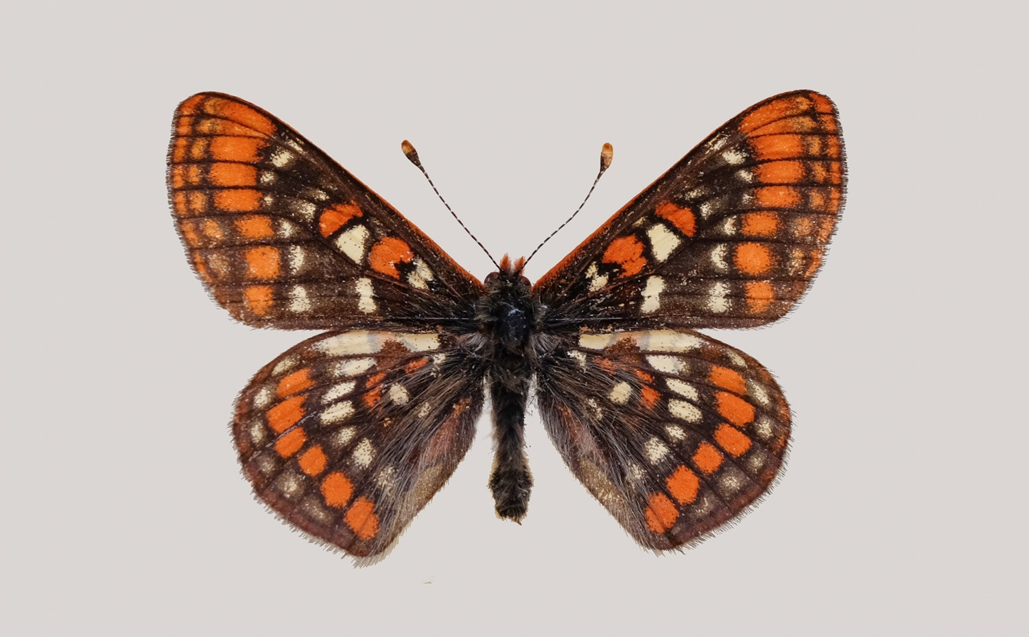 Gillett's Checkerspot | ButterfliesofOregon