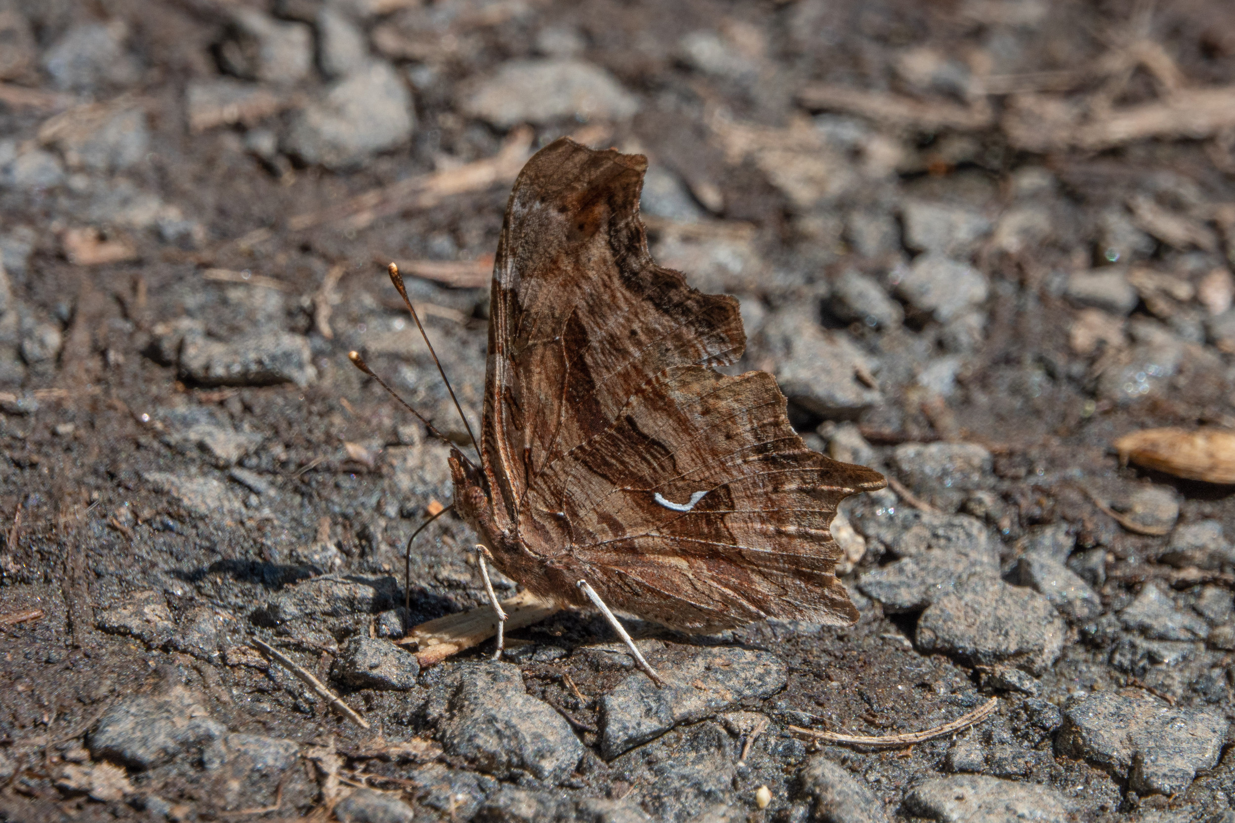 Satyr Comma | ButterfliesofOregon