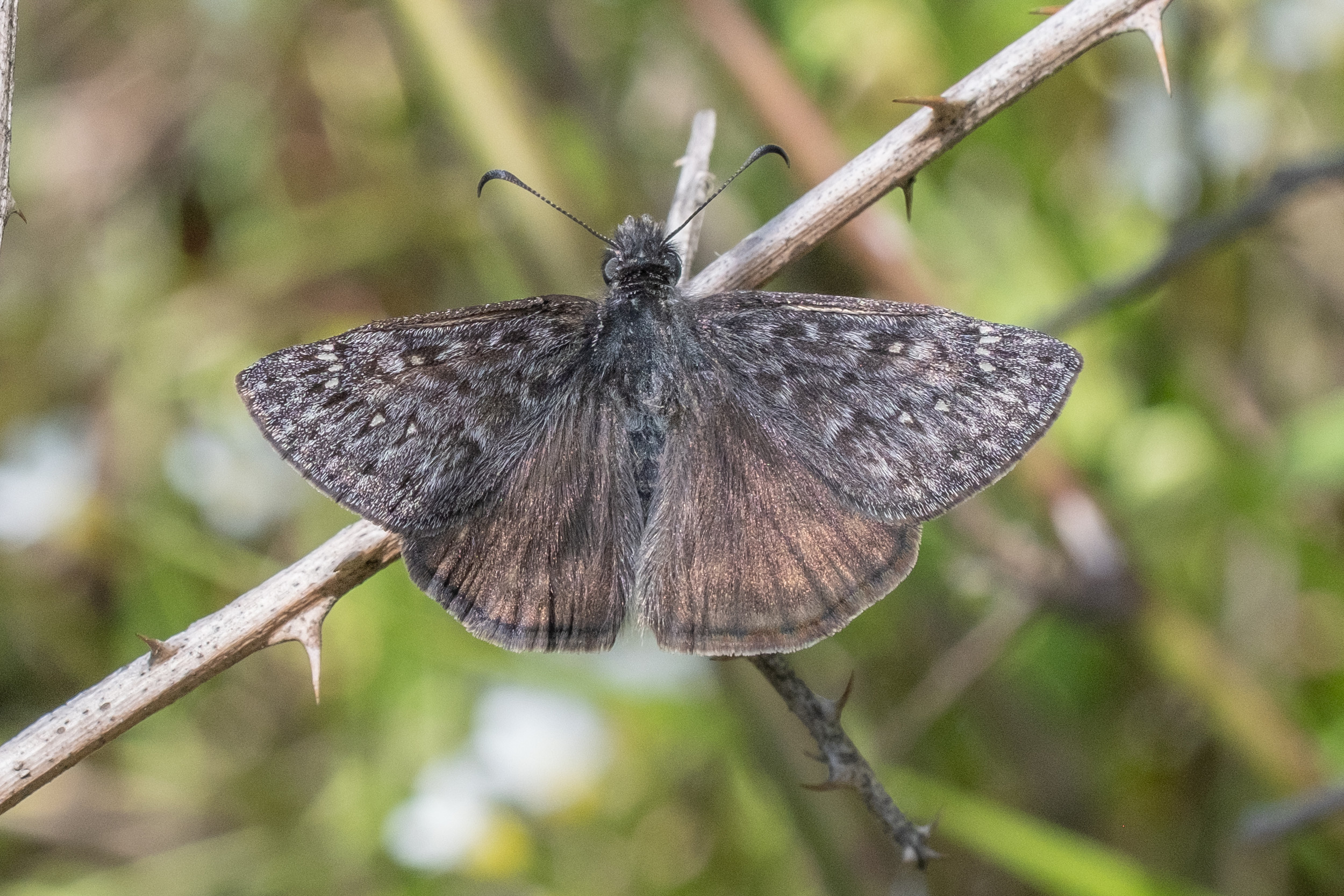 Propertius Duskywing | ButterfliesofOregon