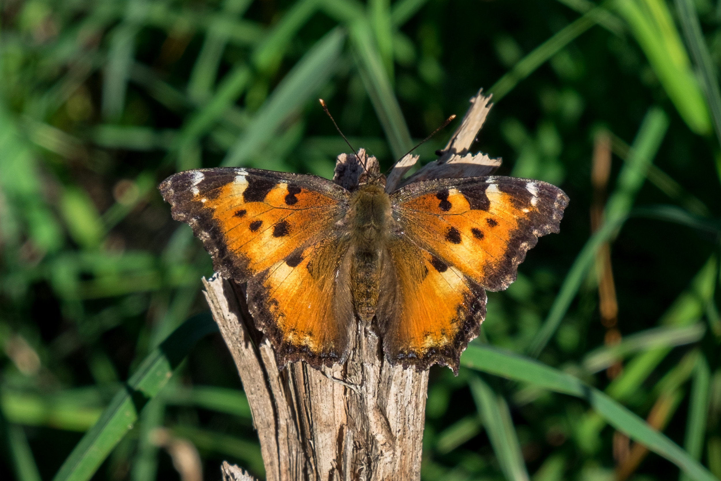 Californica Tortoiseshell | ButterfliesofOregon
