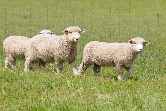 Breed Standard | Romney Sheep Alliance