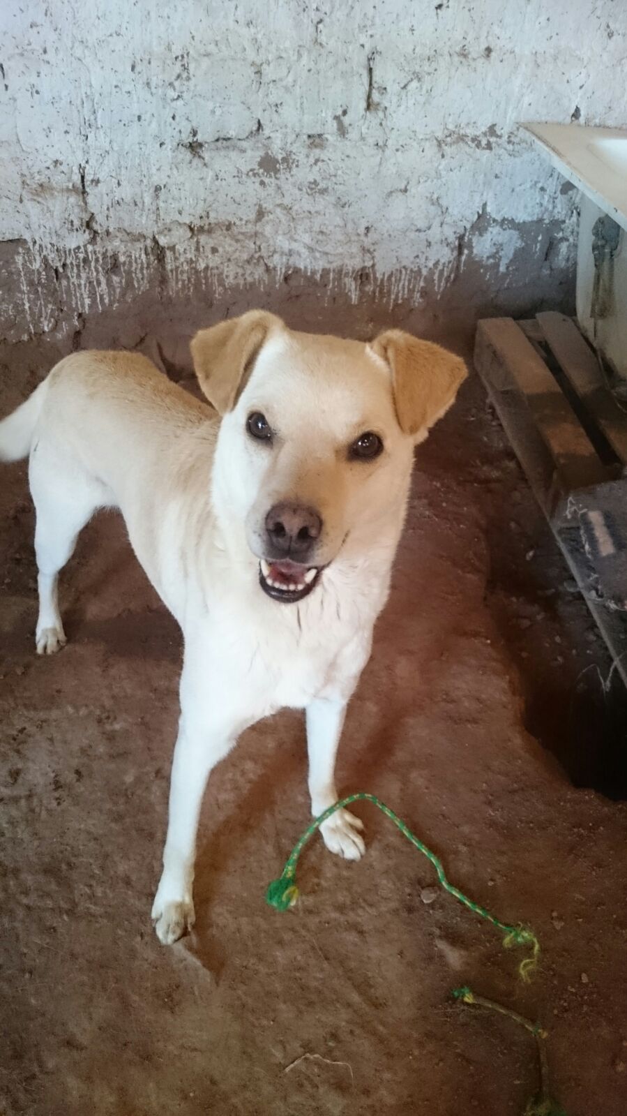 Soy Callejerito | Cuzco | dog shelter