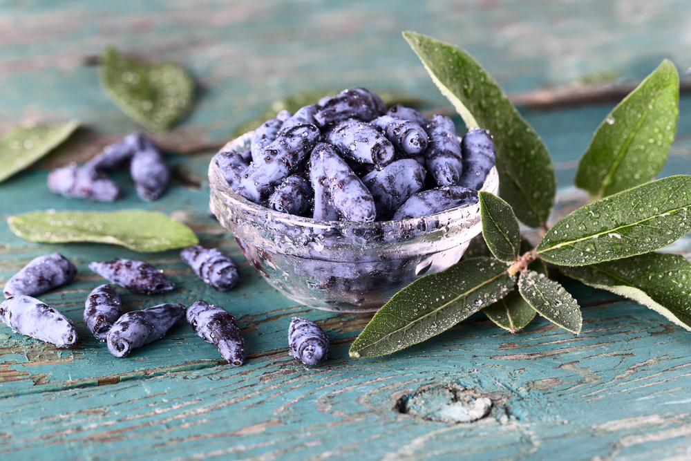 Ferme Manicouagan / Parlons Camerises Producteur de Camerises