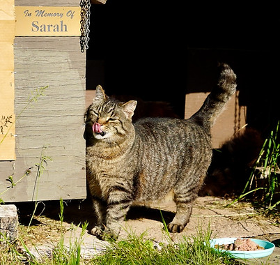 WAYS TO GIVE | Neighborhood Cats Network