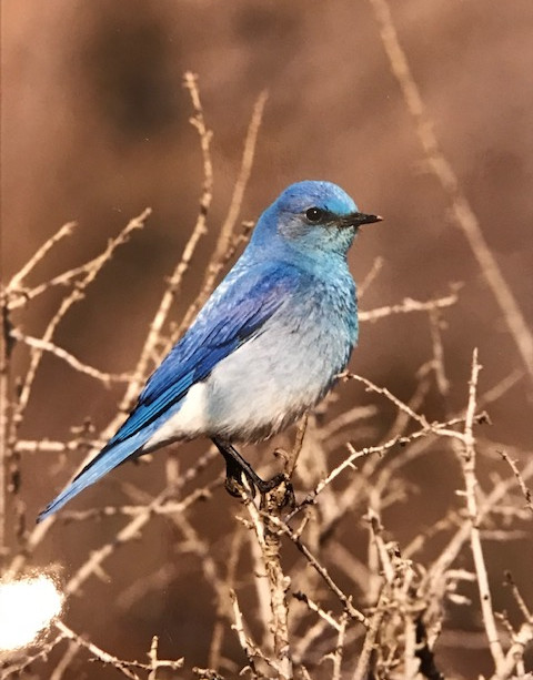 Bluebird Inn (Tavern) | Bickleton Washington