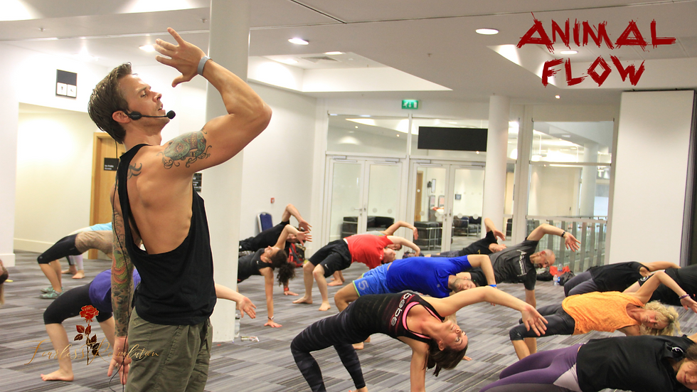 Get Started with Animal Flow