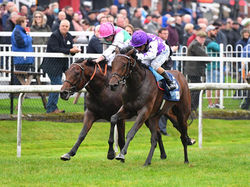 Racehorses | Alice Haynes Racing | England