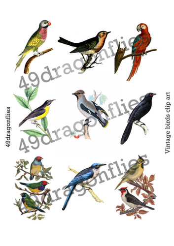 Vintage Birds Clip Art | 49dragonflies