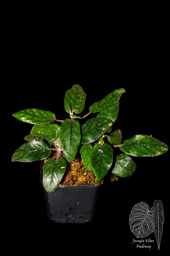 Hemigraphis reptans | Jungle Vibes