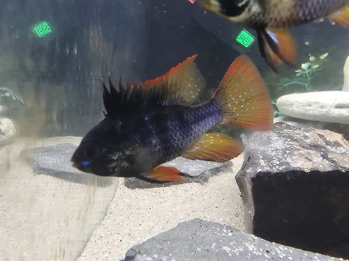 Dark Knight / Black Knight Ram | Tnt Aquatics