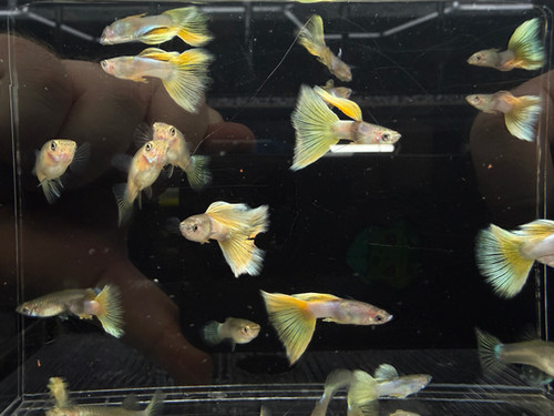 Pingu Guppy (Poecilia reticulata) - Breeding Pair | Tnt Aquatics