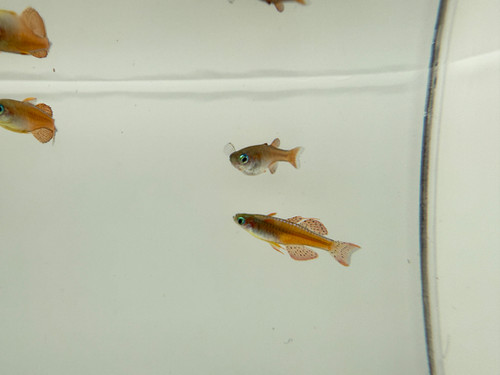 Luminatus Rainbowfish (Pseudomugil Luminatus) for Sale