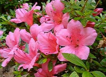 Chinzan Azalea (Rhododendron x 'Chinzan') | GARDENS OY VEY