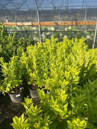 Florida Sunshine Anise (Illicium parviflorum 'Florida Sunshine ...