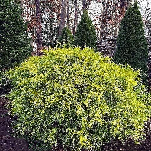 Golden Mop Threadleaf False Cypress (Chamaecyparis pisifera 'Golden Mop ...