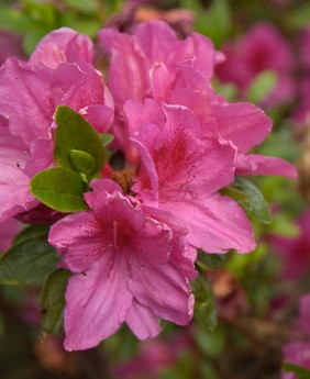 Formosa Azalea (Rhododendron 'Formosa') | GARDENS OY VEY