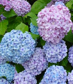 Big Daddy Hydrangea (Hydrangea macrophylla 'Big Daddy') | GARDENS OY VEY