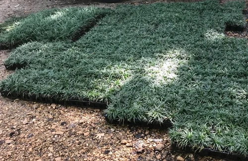 Dwarf Mondo Grass (Ophiopogon Japonicus 'Nana') Bulk Quantities ...