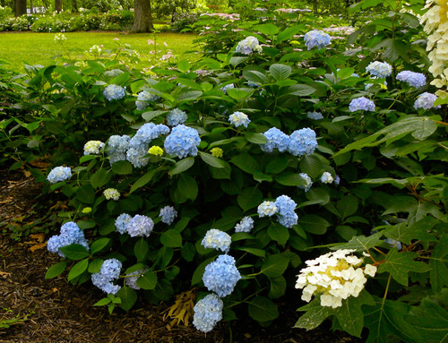 THE ORIGINAL HYDRANGEA (Hydrangea macrophylla 'Bailmer' PP15298 ...