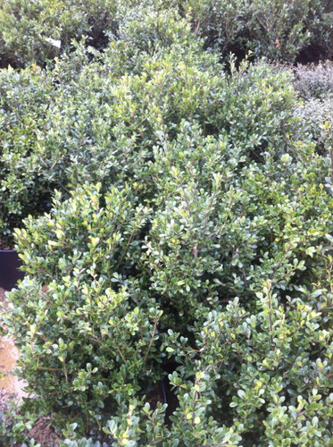 Compact Holly (Ilex crenata 'Compacta') | GARDENS OY VEY