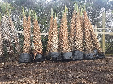 Palm Tress & Palm Plants | Land Maintenance