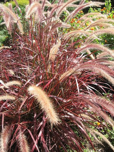 Pasto Penisetum Rojo | Acasia