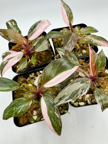 Philodendron Pink Princess Galaxy | West Plants