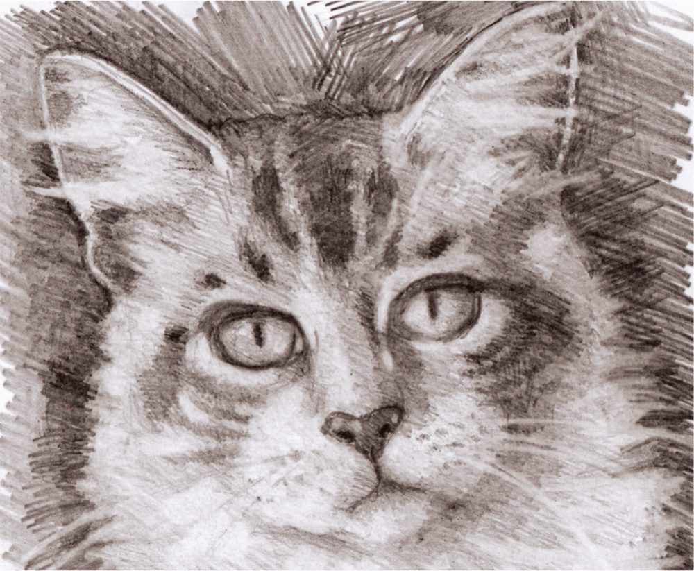 Draw a Cat with Pencil – Step by Step with Pictures and Descriptions