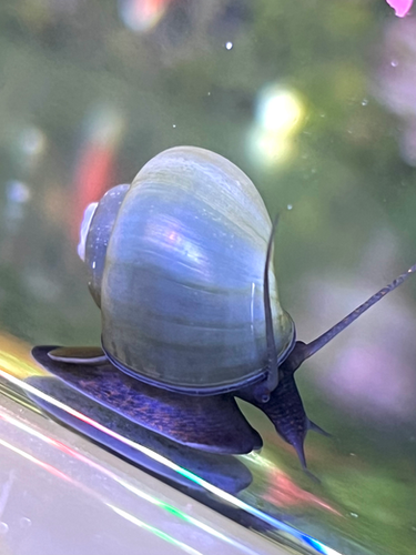 Blue Mystery Snail | KatsAquatics