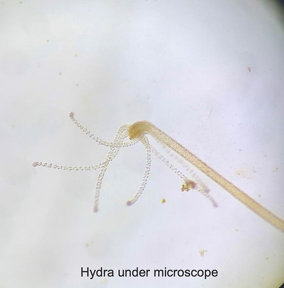 hydra under microscope