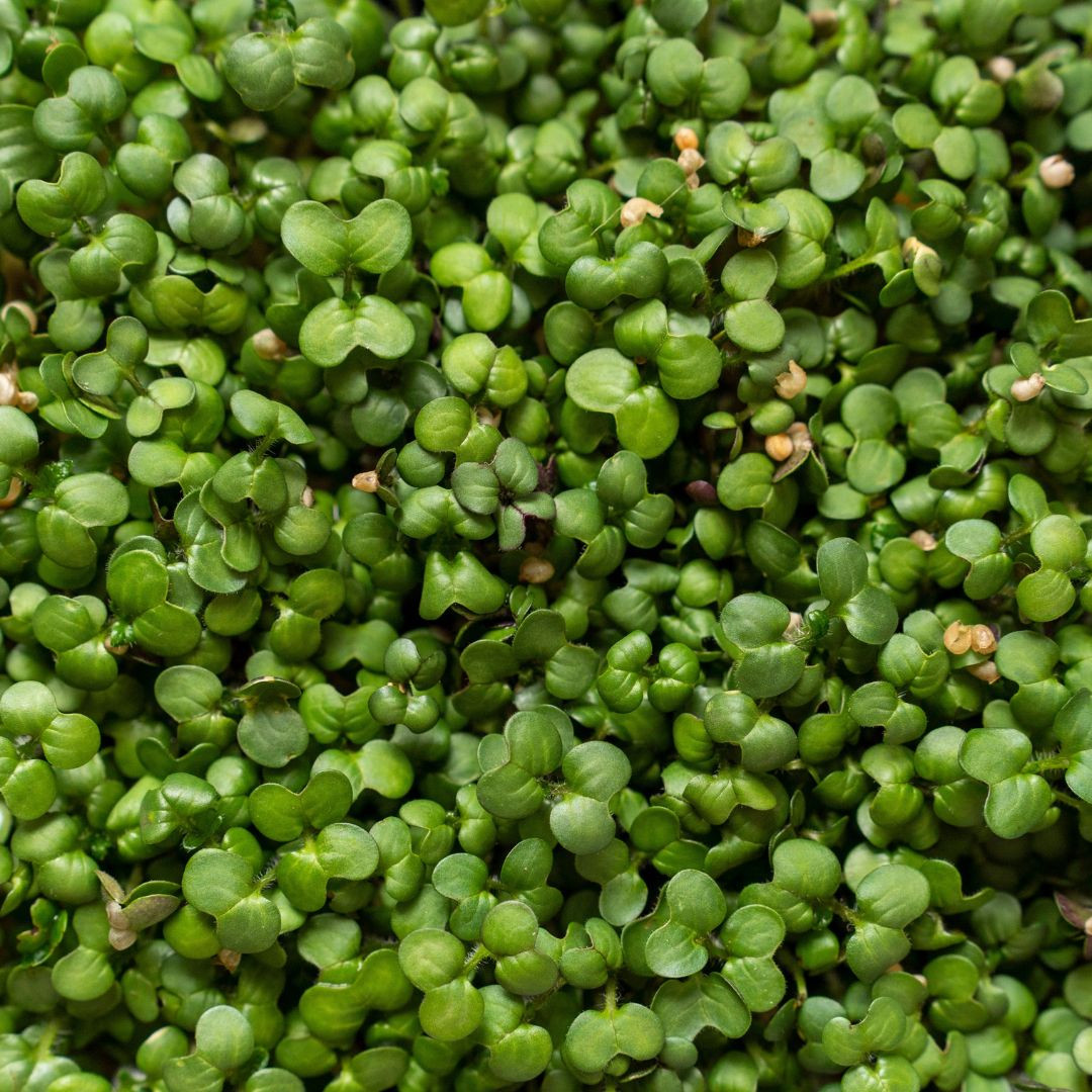 Buy Fresh Microgreens in UAE | Al Aliyo Shop