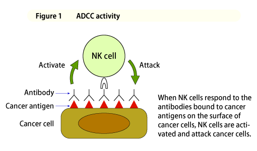 NK Cells | NaturaleCells
