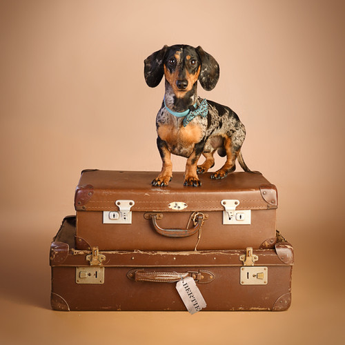 Dog Photoshoot | Eileen Mason Studio