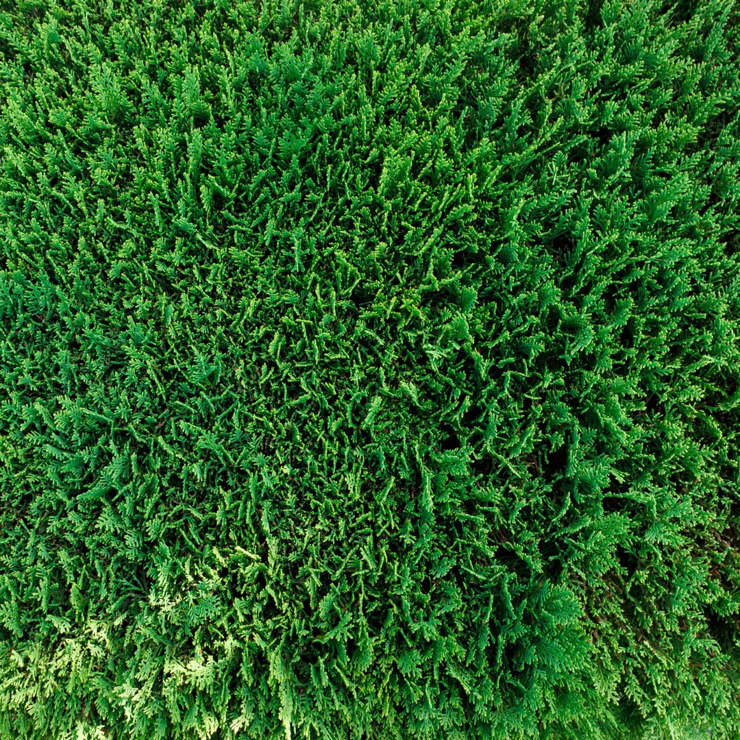Green Splendor Arborvitae | My Site