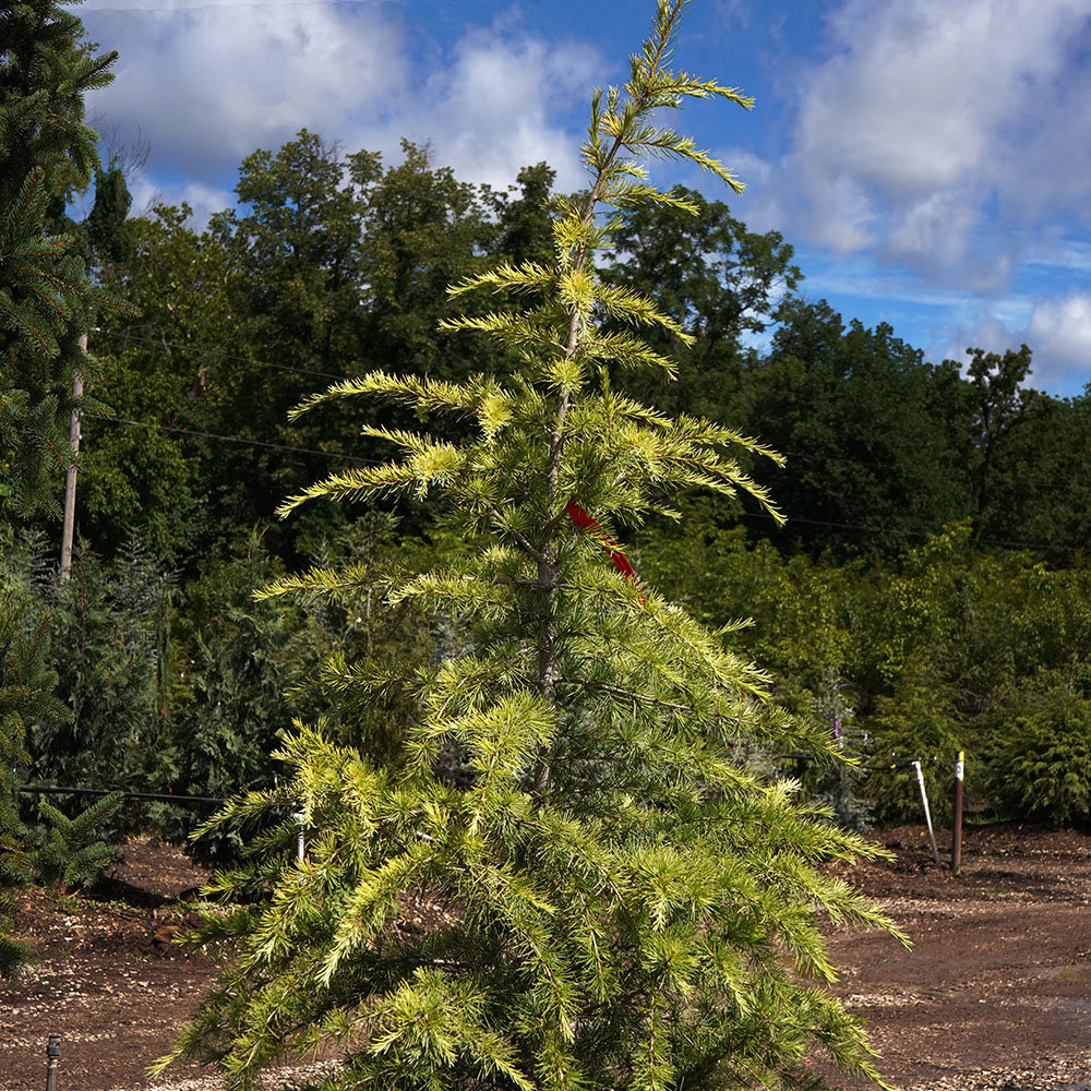 Gold Cone Juniper | My Site