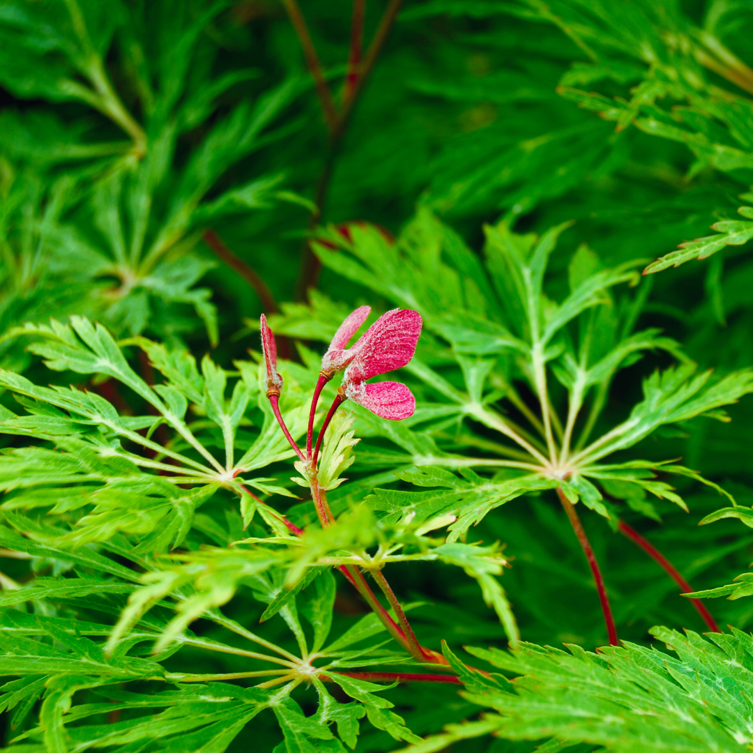 Green Cascade Japanese Maple | My Site