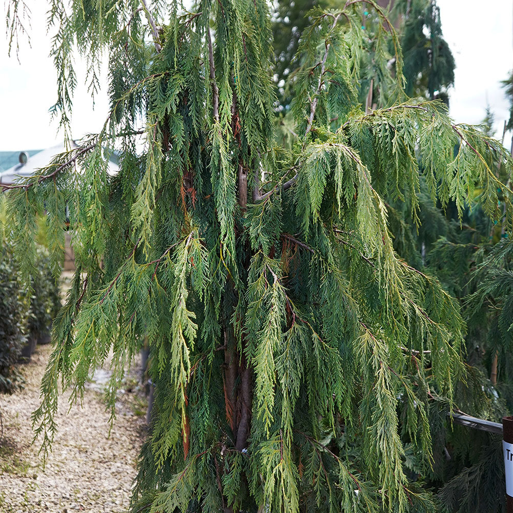 Inspiring Alaskan Cedar Weeping Gallery