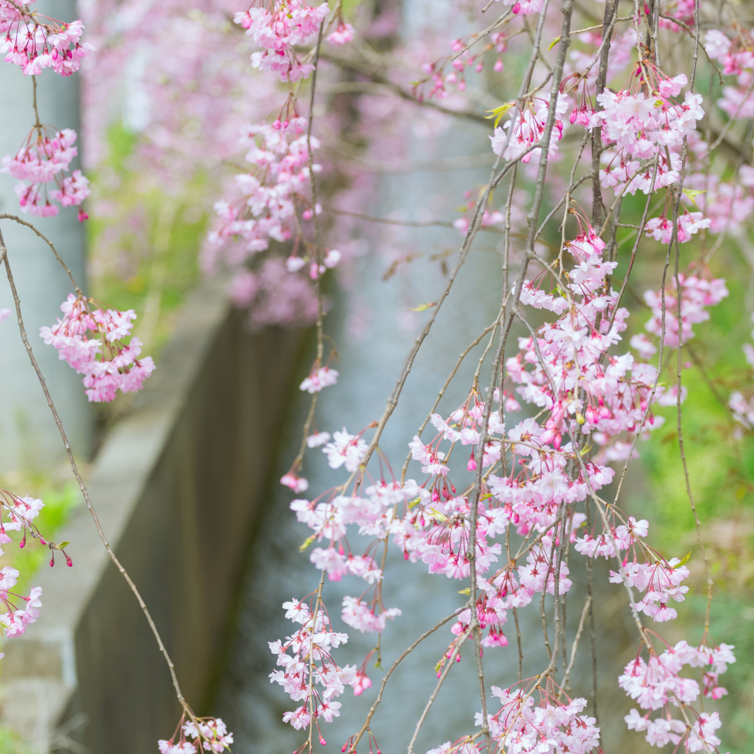 Weeping Pink Snow Showers Cherry | CARSON'S NURSERIES