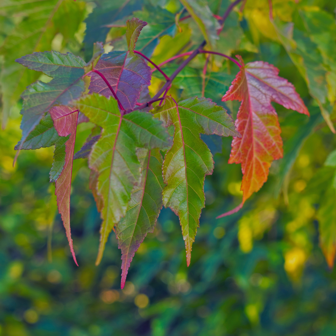 Amur Flame Maple | My Site