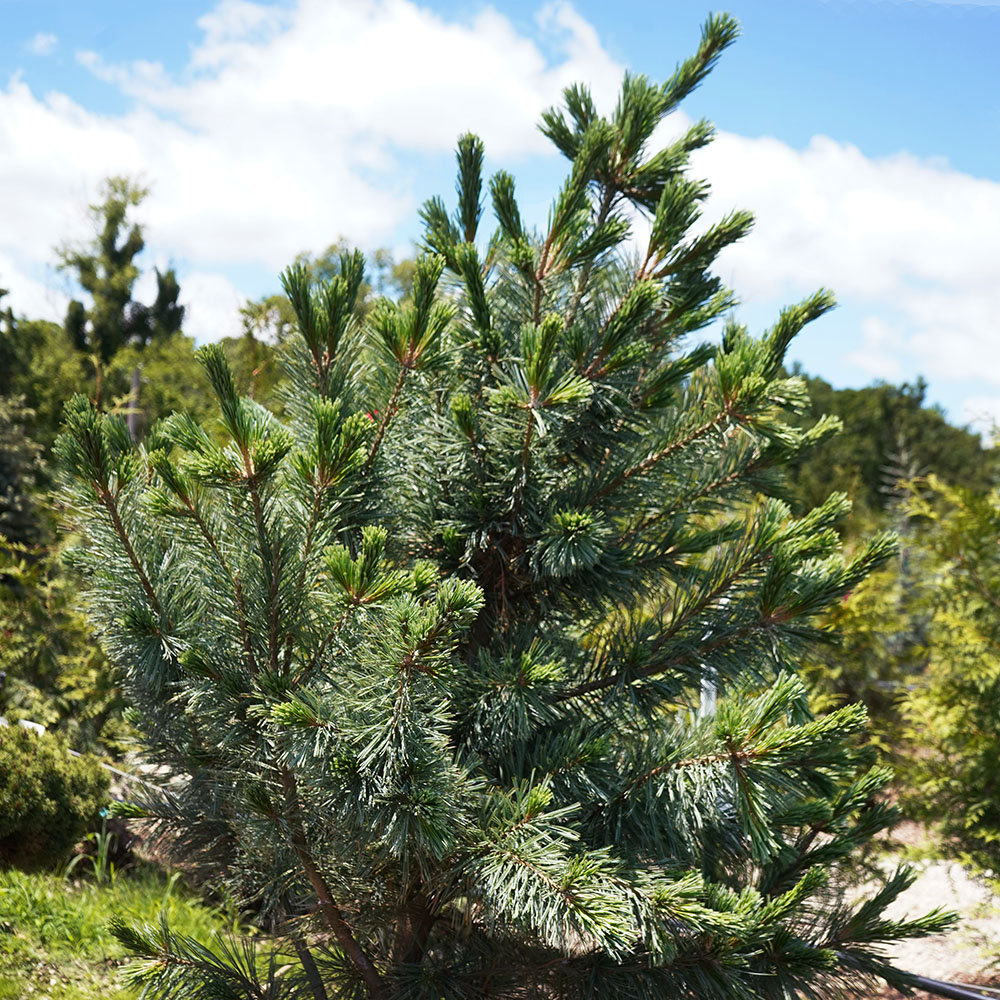 Vanderwolf Pine | My Site