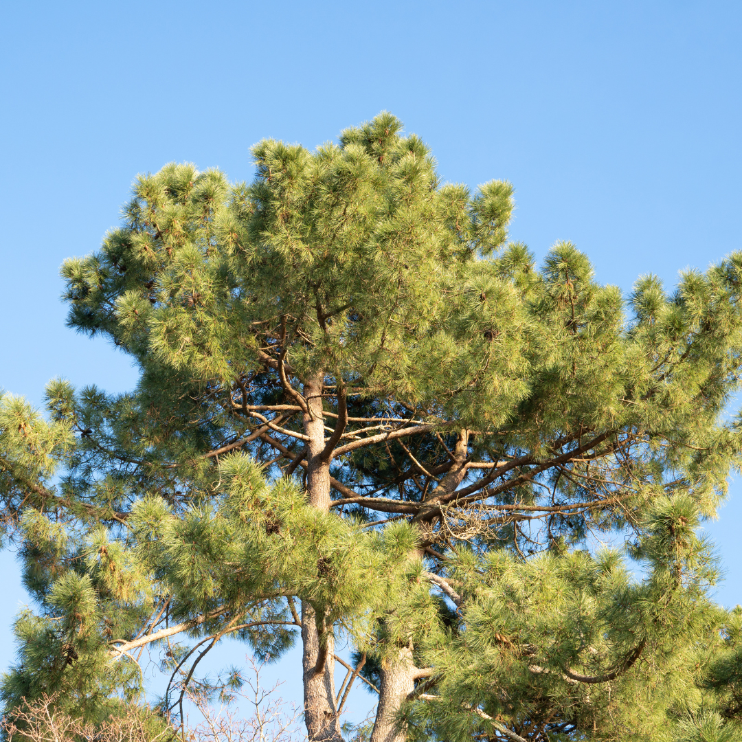 Shortleaf Pine | CARSON'S NURSERIES