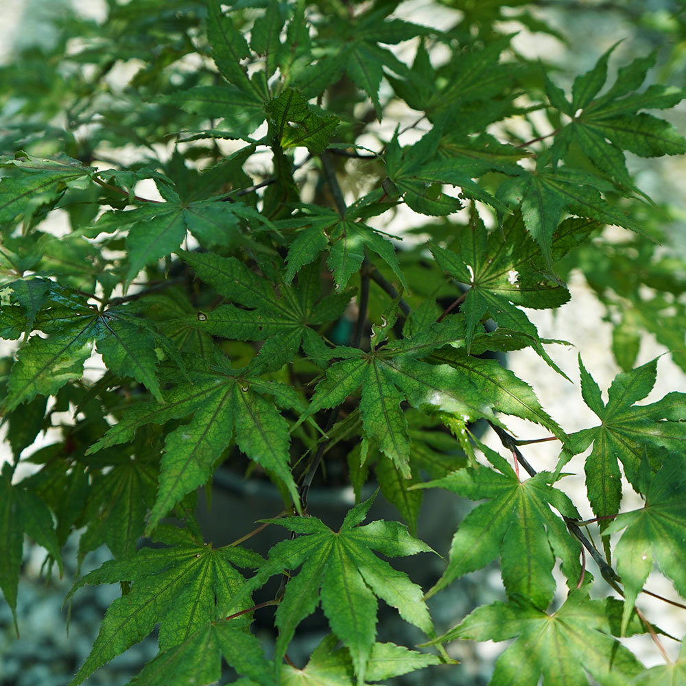 Baby Ghost Japanese Maple | My Site