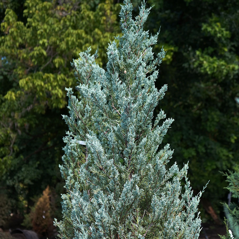 Moonglow Juniper | My Site