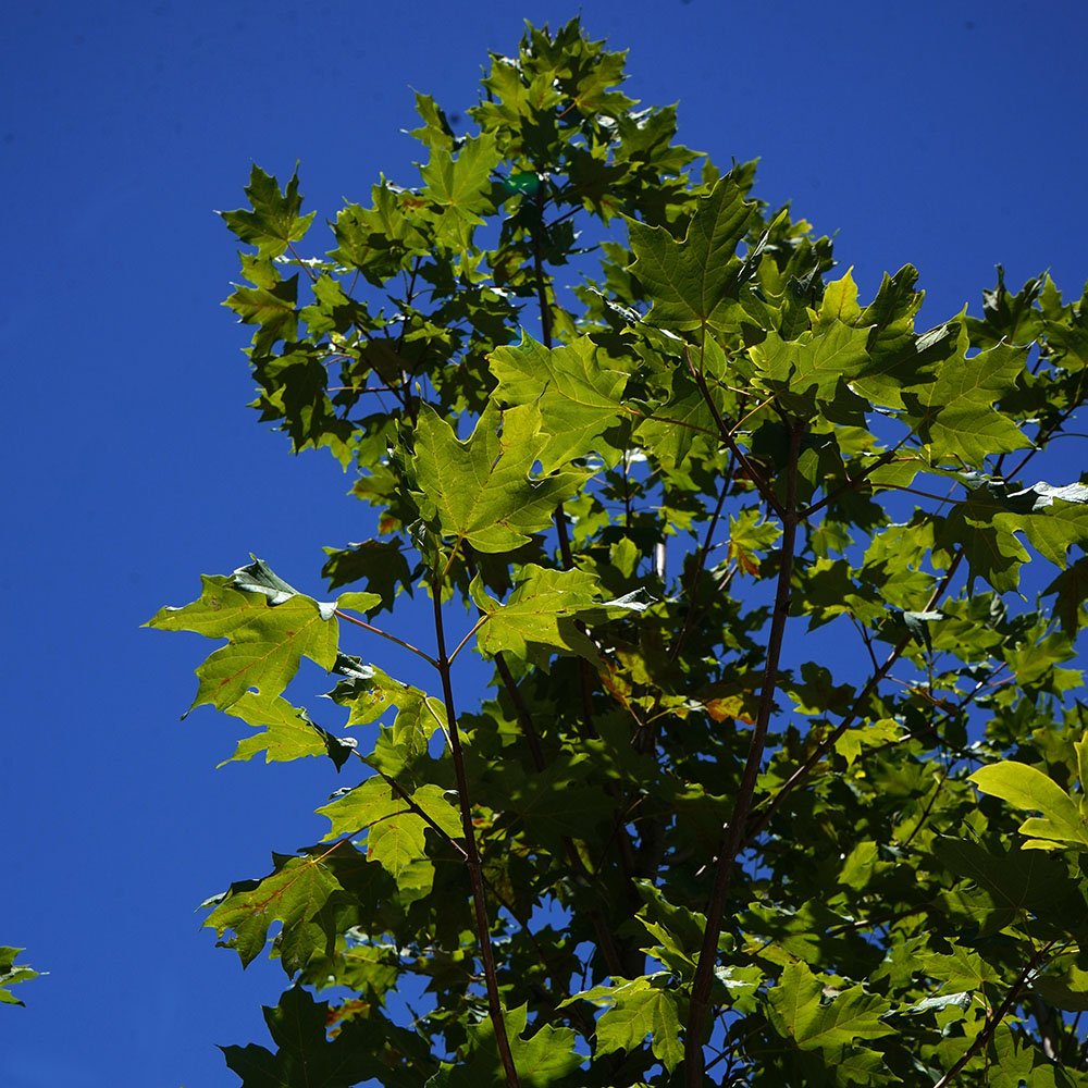 Fall Fiesta Sugar Maple | My Site