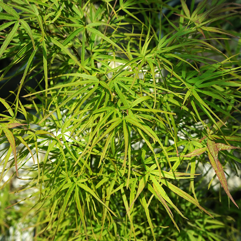 Filifera Japanese Maple | CARSON'S NURSERIES