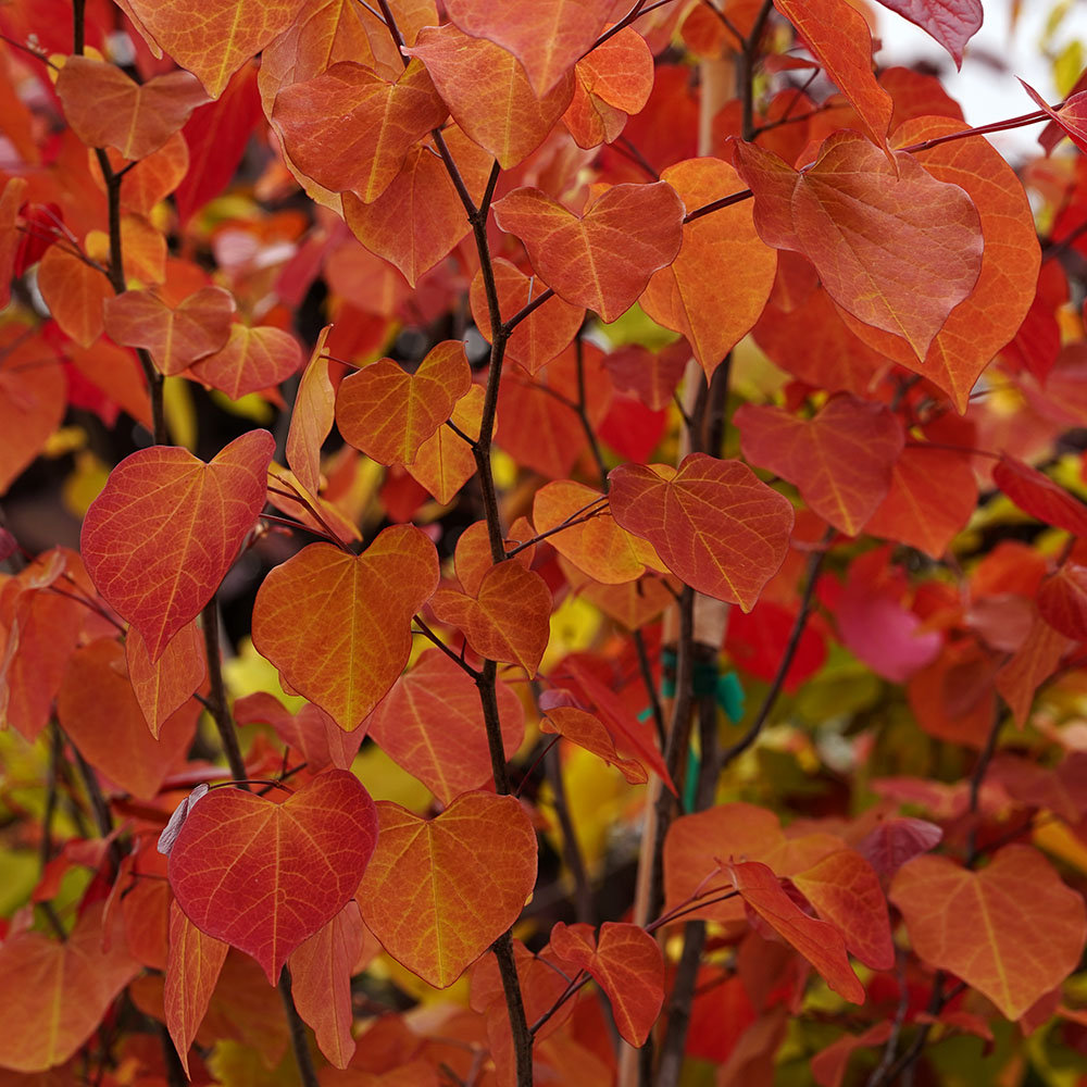 Flamethrower Redbud | My Site